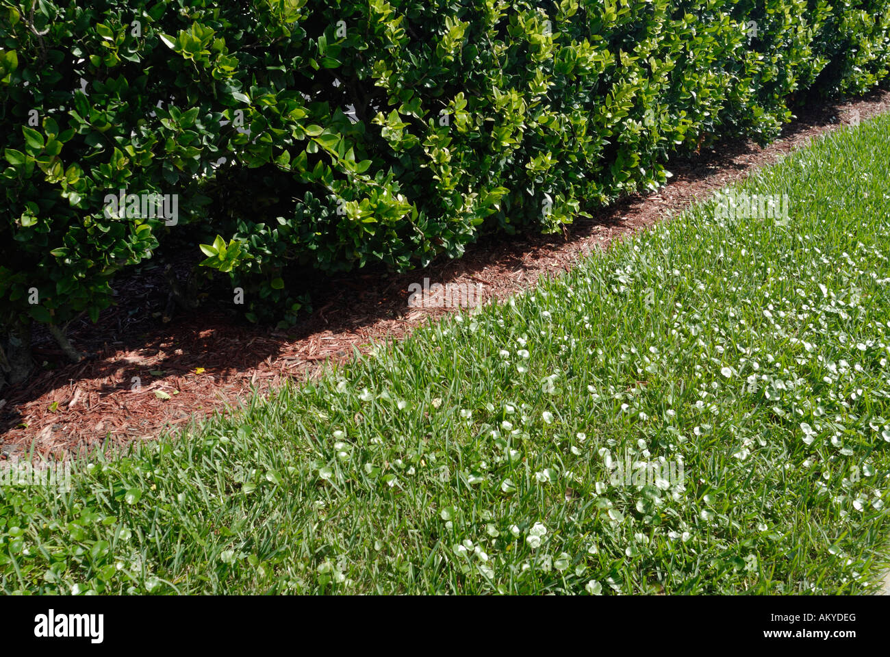 Bushes and grass with weeds Stock Photo - Alamy