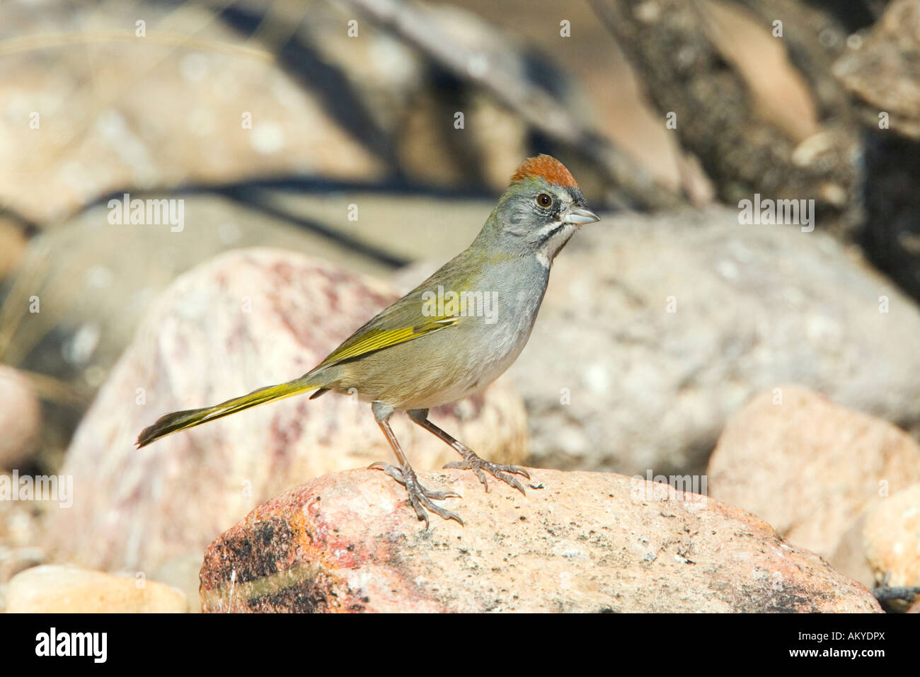 Green tailed Towhee Pipilo chlorurus Portal Cochise County ARIZONA ...