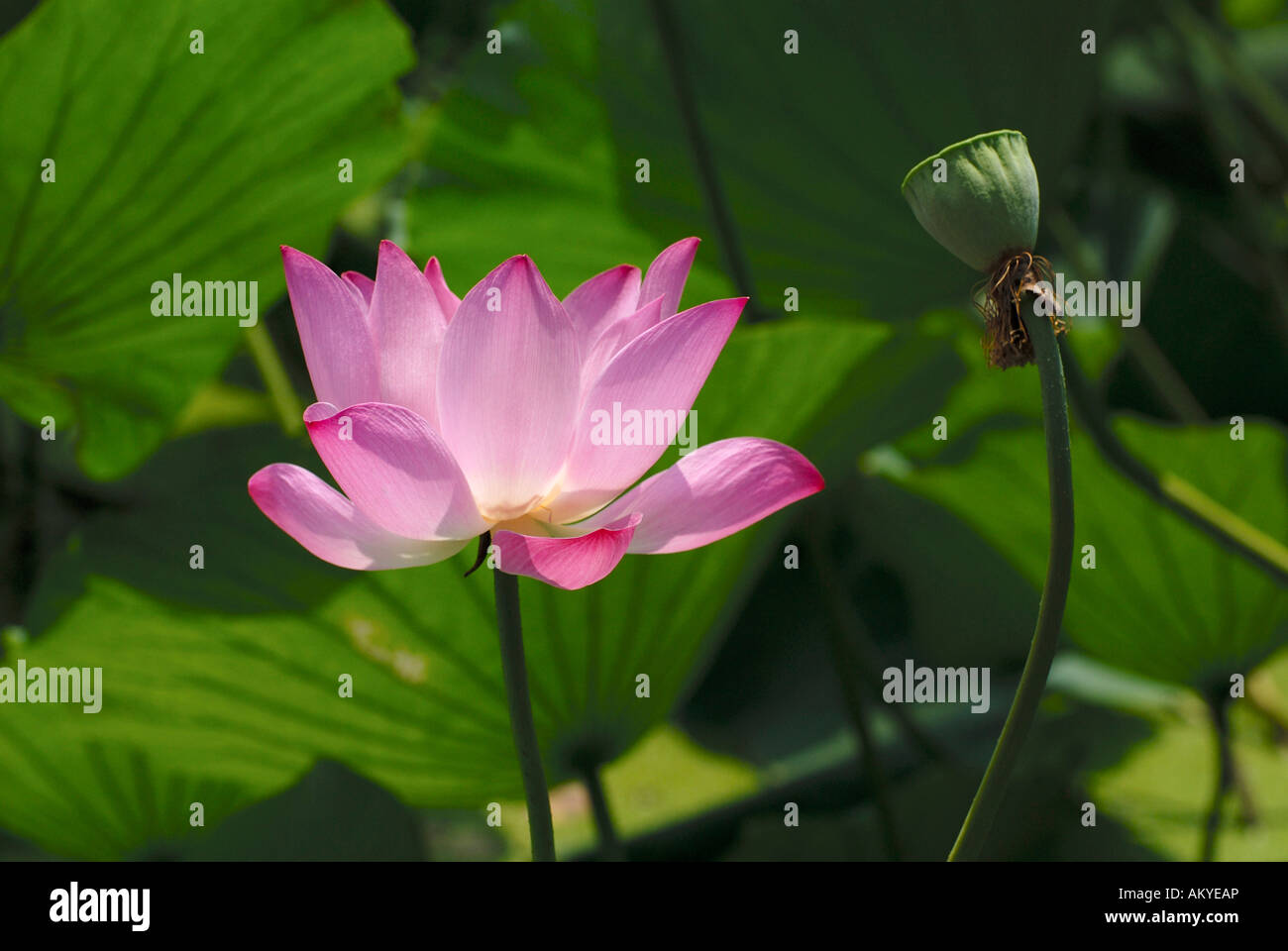 Nelumbo, lotus, water flower Stock Photo - Alamy