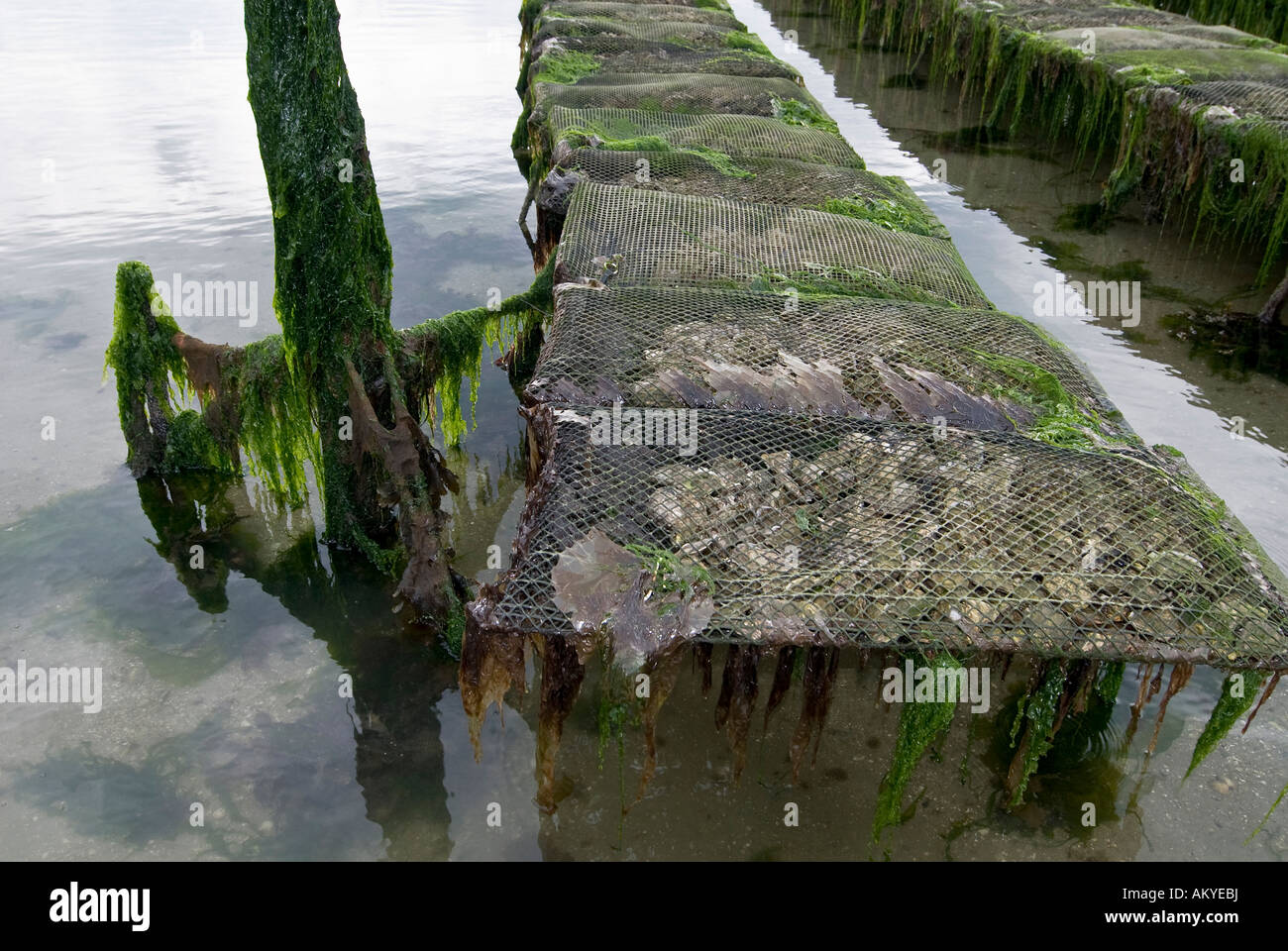Algae beds hi-res stock photography and images - Alamy