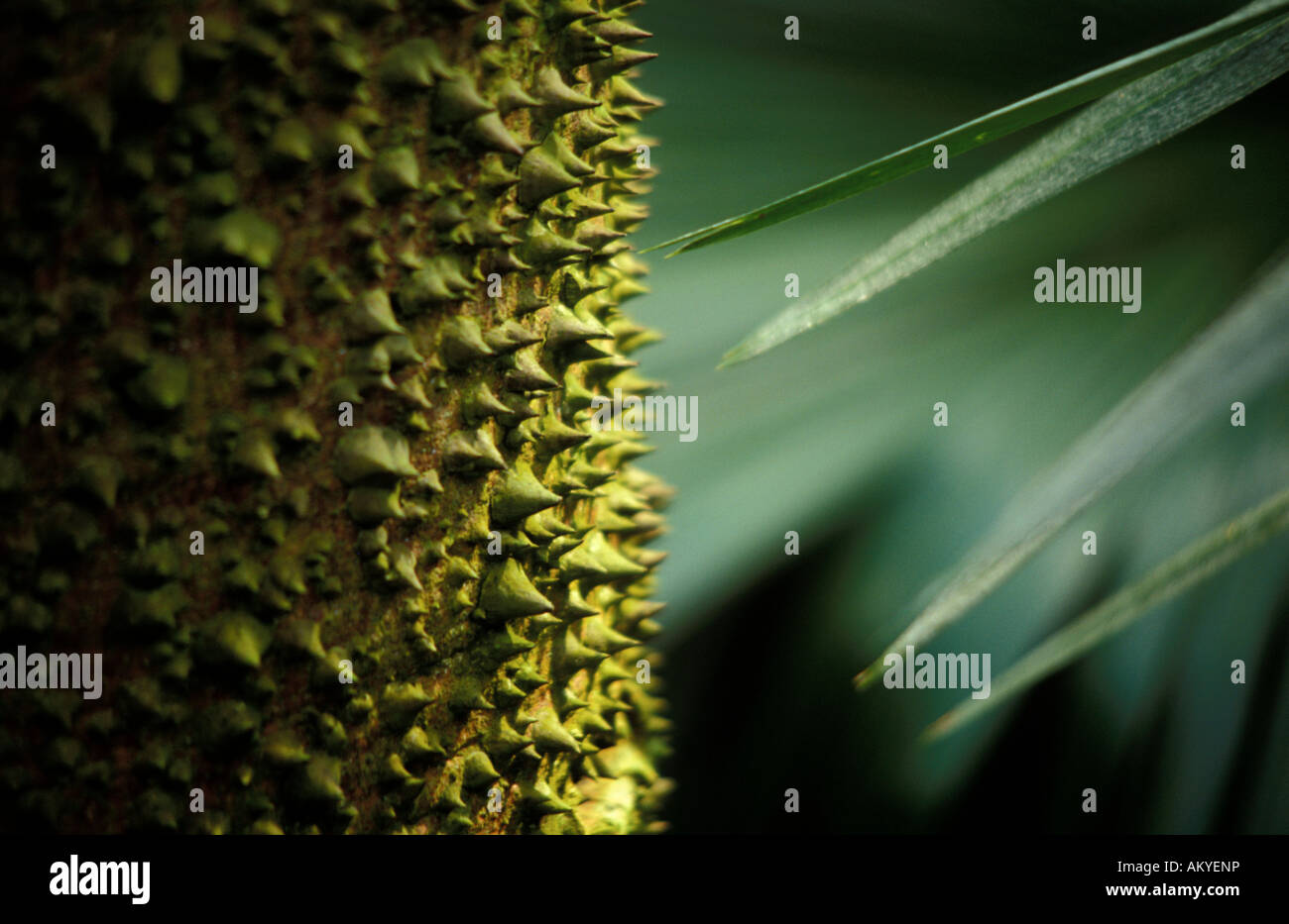 Pointed tree hi-res stock photography and images - Alamy