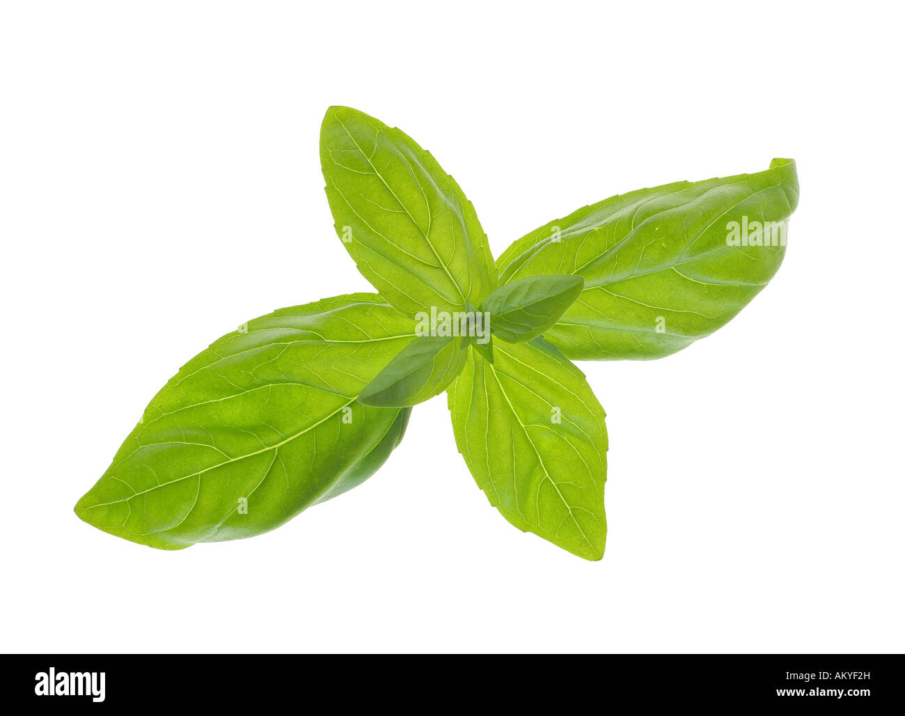 Basilikumpflanze hi-res stock photography and images - Alamy