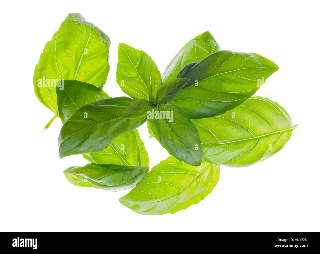 Several basil leaves Stock Photo - Alamy