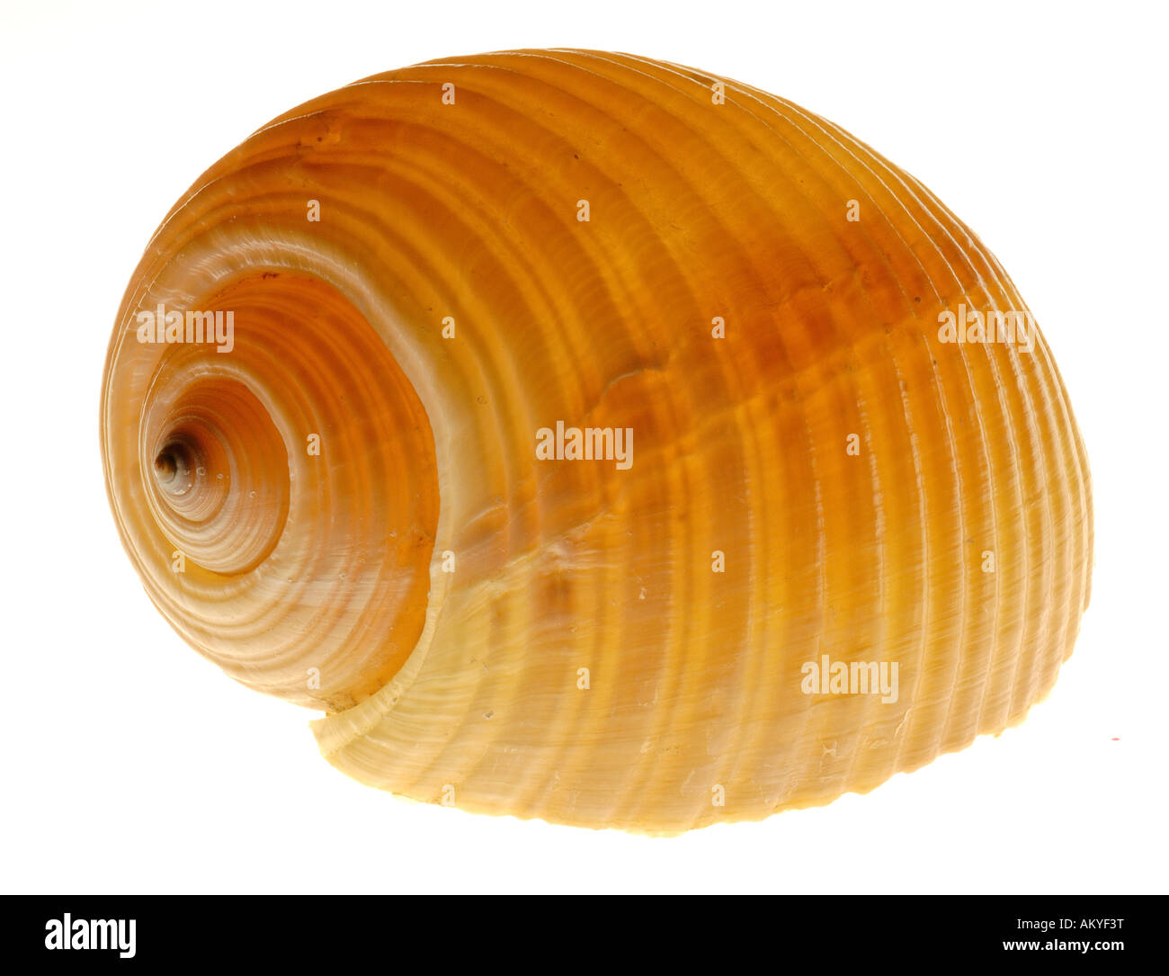 Shell structure Cut Out Stock Images & Pictures - Alamy Shell structure Cut Out Stock Images & Pictures - Alamy