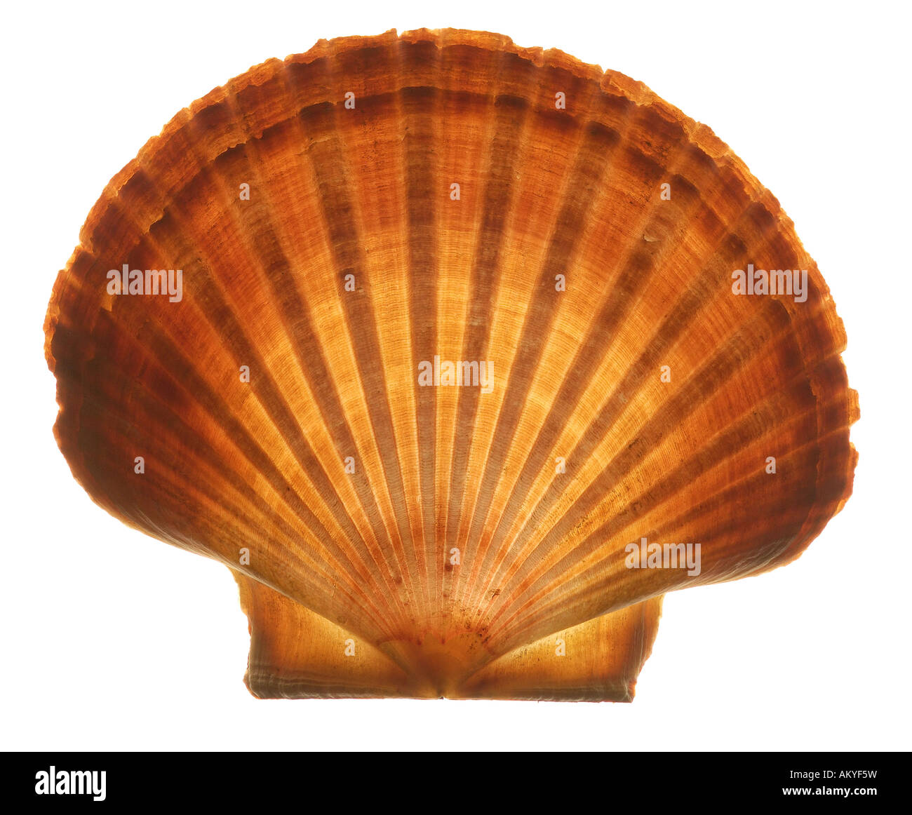 Struktur shell hi-res stock photography and images - Alamy