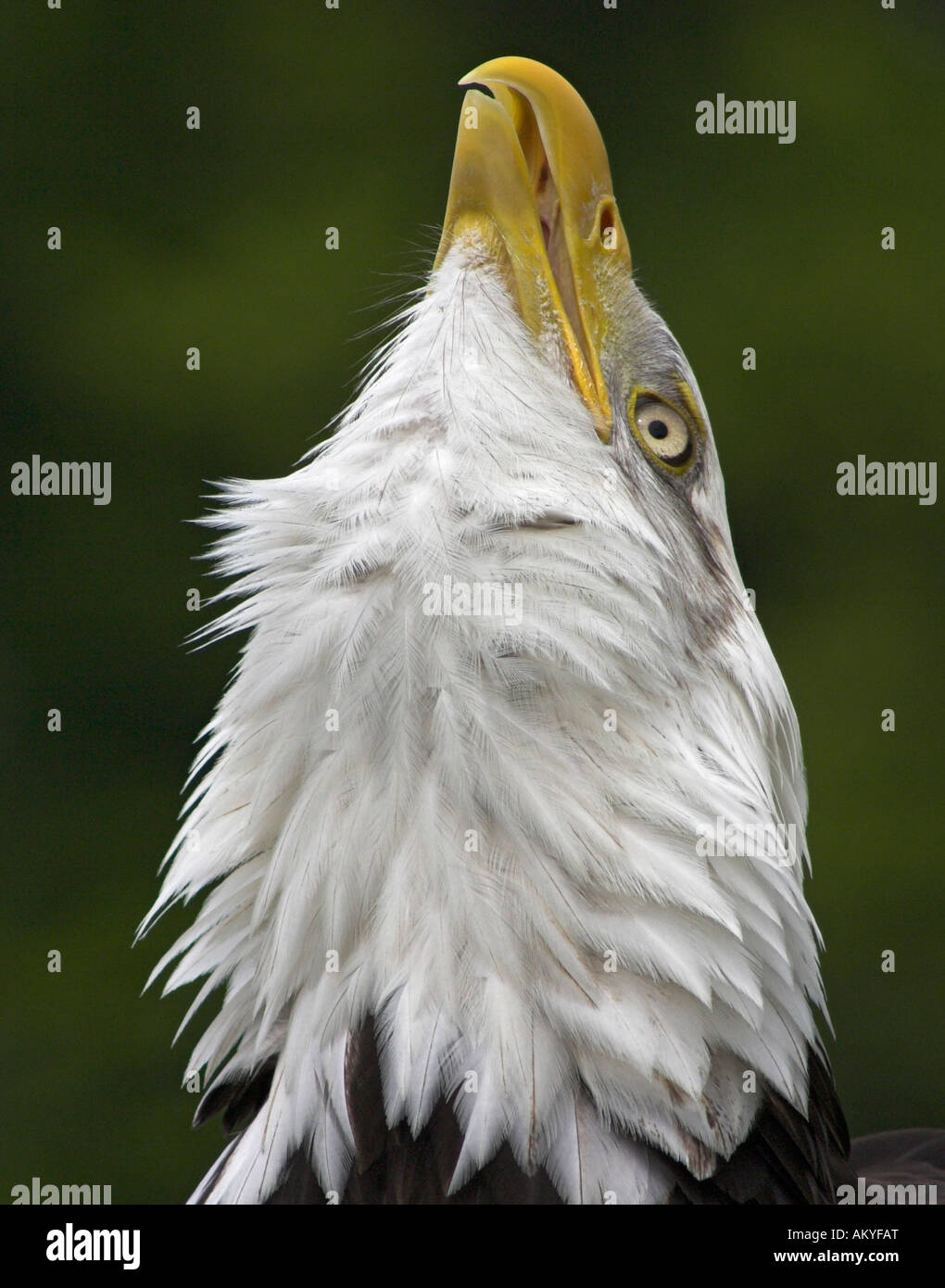 American Bald Eagle Stock Photo - Alamy