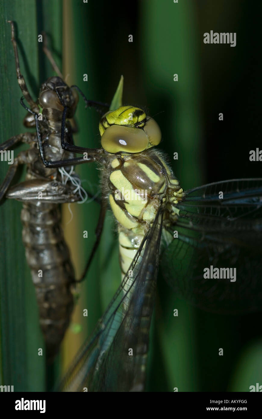 Newly emerged hawker dragonfly resting on exuvia anisoptera hi-res ...
