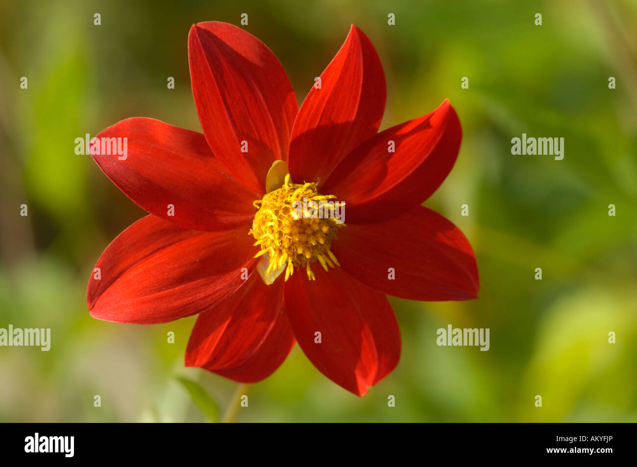 Dahlia excelsa Tree Dahlia Stock Photo - Alamy