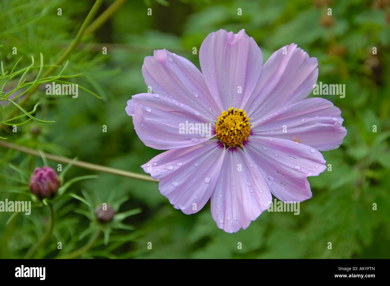 Mexican Aster Cosmos bipinnatus Stock Photo - Alamy