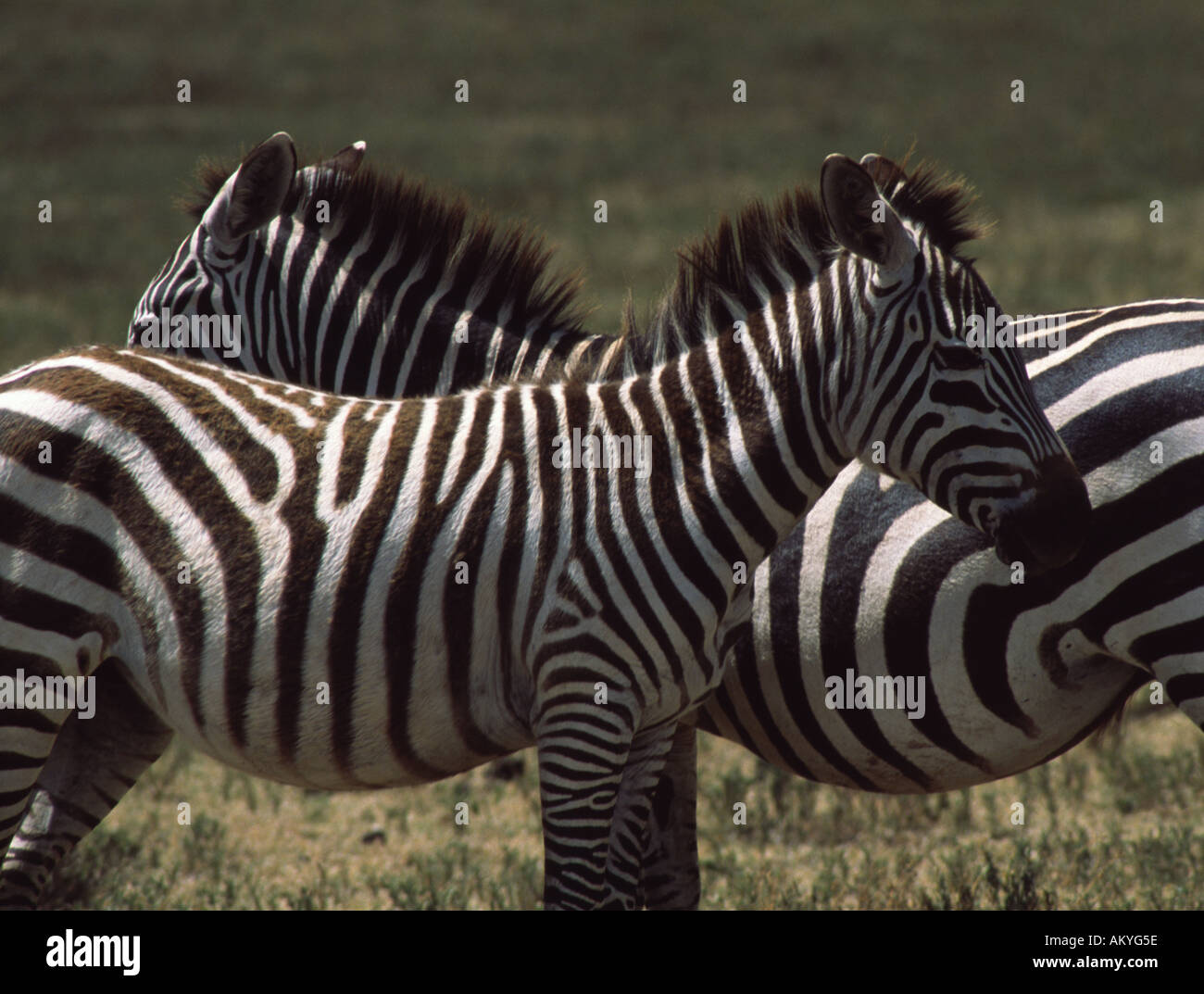 Common Zebra Equus quagga Ngorongoro Crater National park Tanzania ...