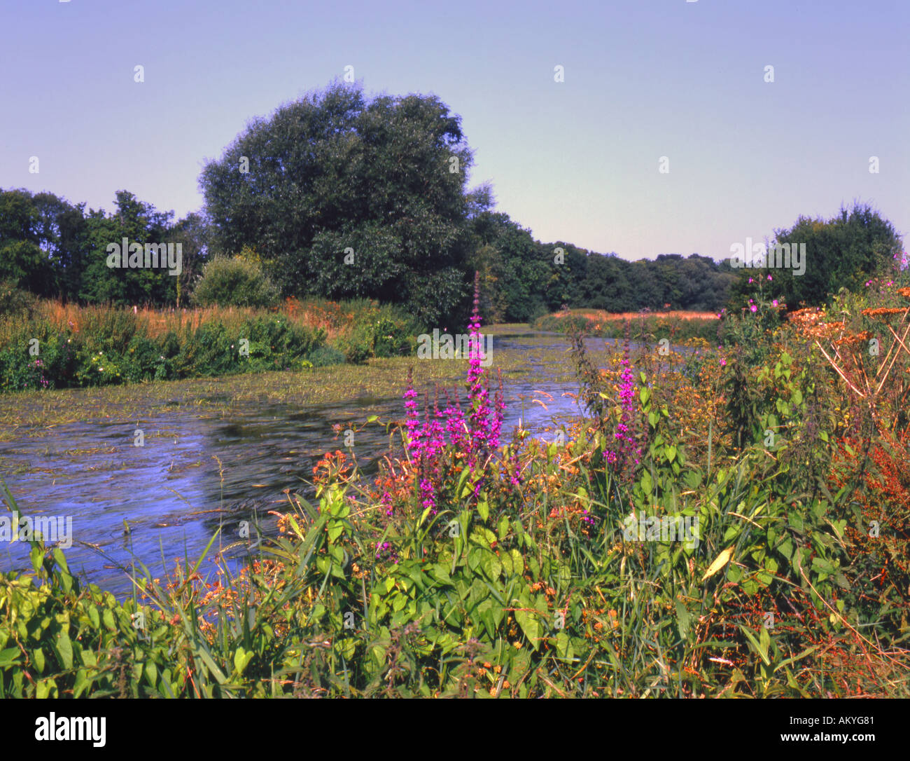 River Mole at Leatherhead Surrey England Rich riparian vegetation Late ...