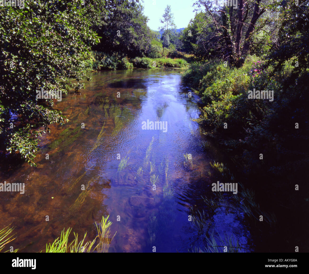 River Nadder flowing through dappled woodland near Dinton Wiltshire ...