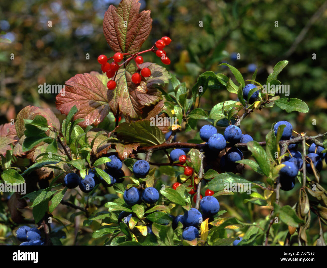 Sloe or Blackthorn Prunus spinosa Guelder Rose Viburnum oplus in old ...