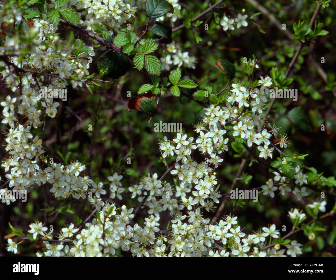 Sloe or Blackthorn blossom Prunus spinosa in old Hedgerow Surrey ...