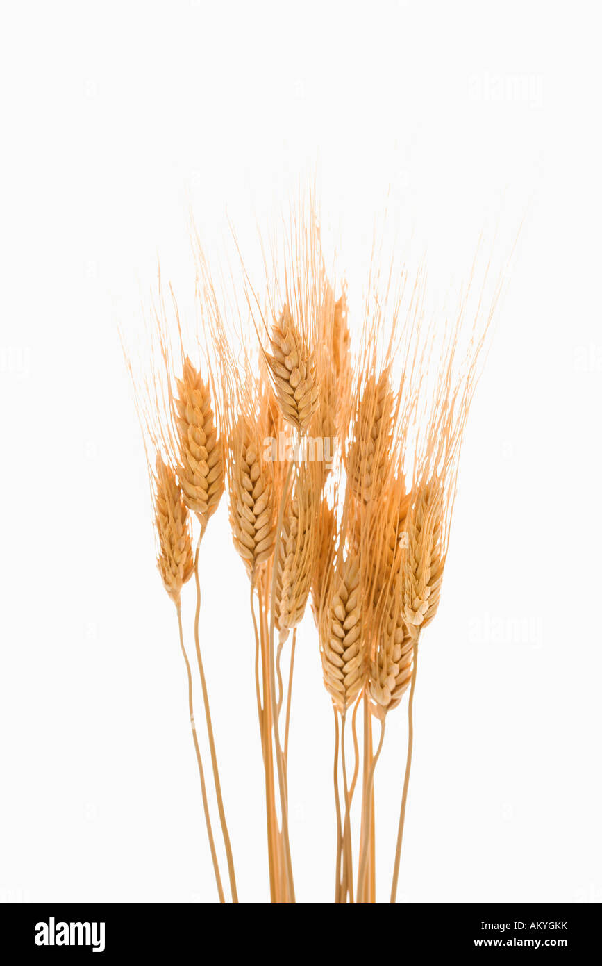 Several sprigs of dried wheat Stock Photo - Alamy