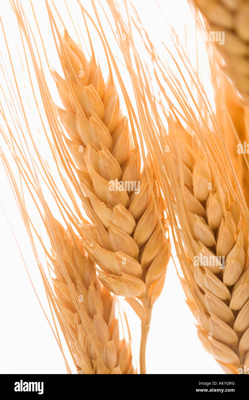 Close up detail of dried wheat Stock Photo - Alamy