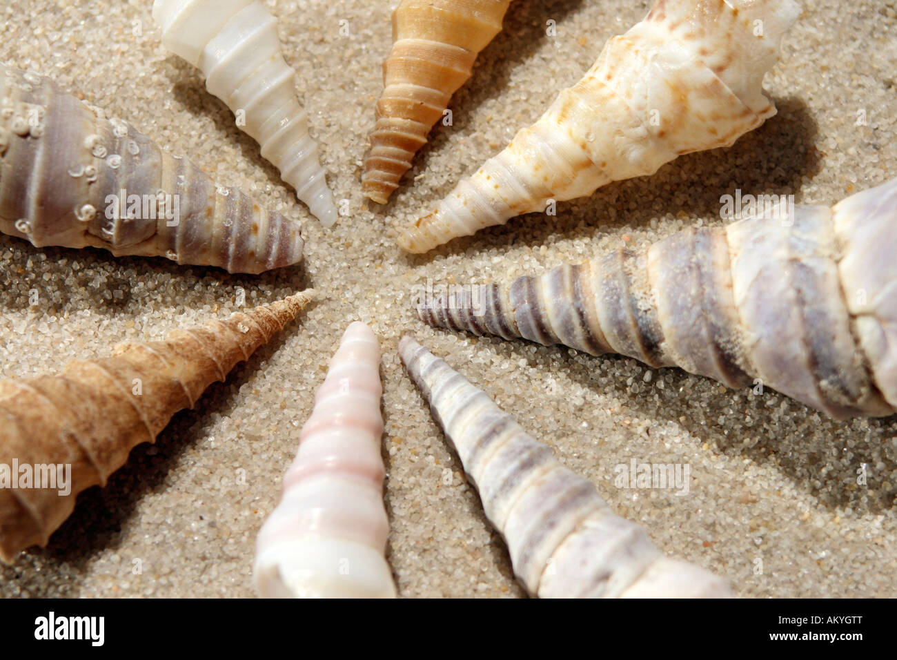 Sea shells, close-up Stock Photo - Alamy