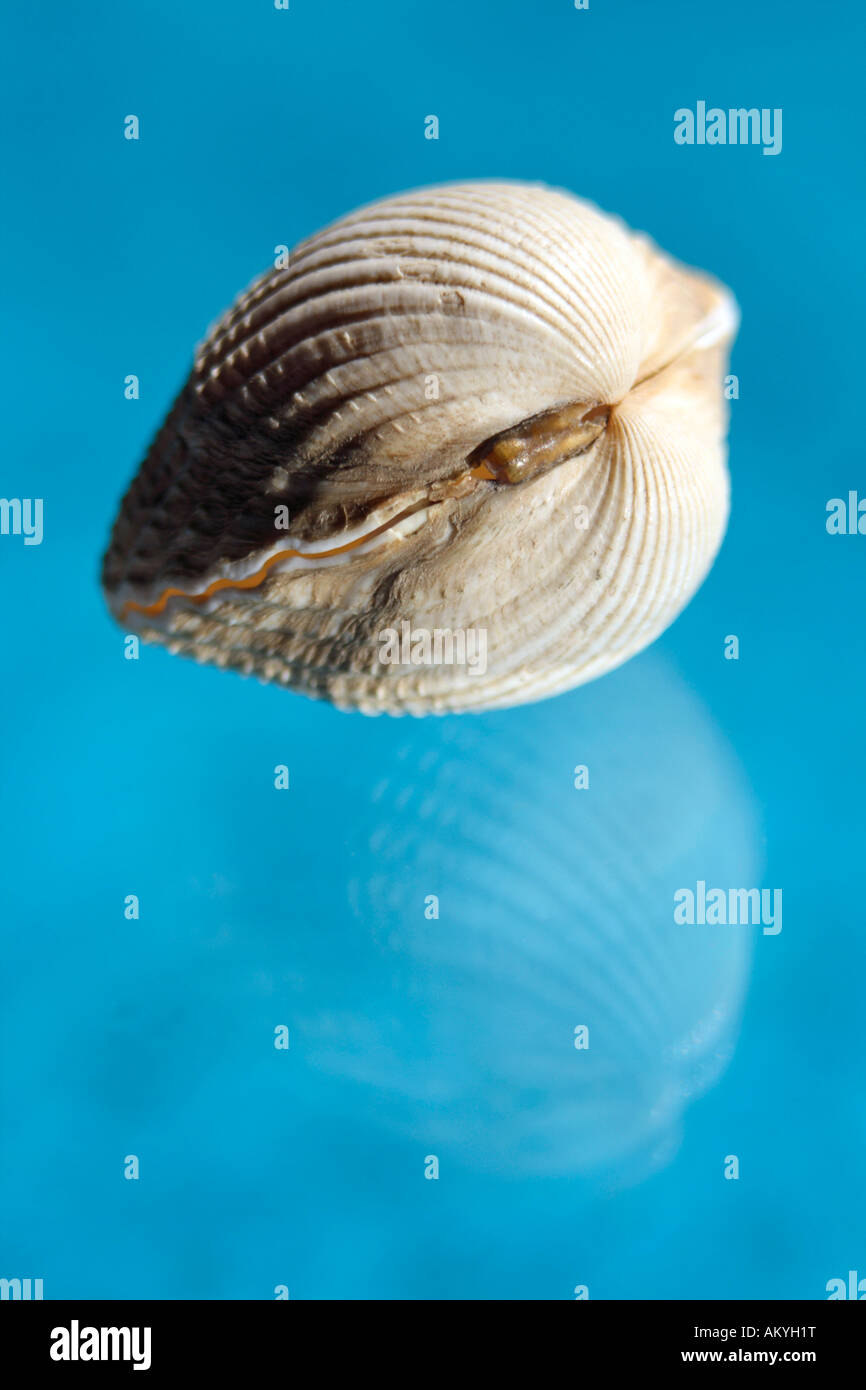 Sea shell, close-up Stock Photo - Alamy