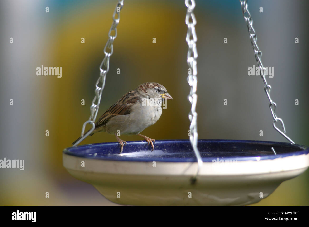 Female House sparrow on a suspended water dish Passer domesticus Stock ...