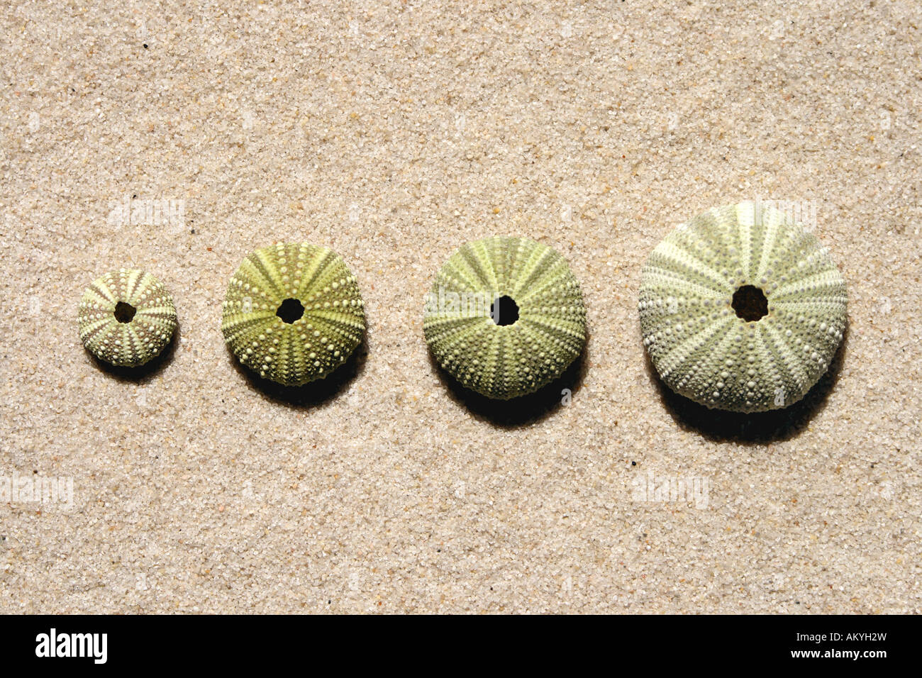 Various views of shells hi-res stock photography and images - Alamy