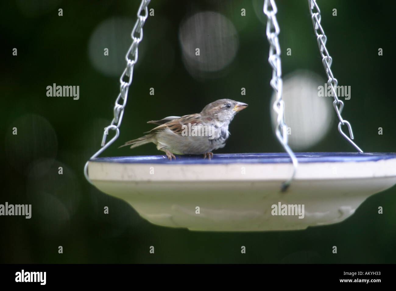 Female House sparrow on a suspended water dish Passer domesticus Stock ...