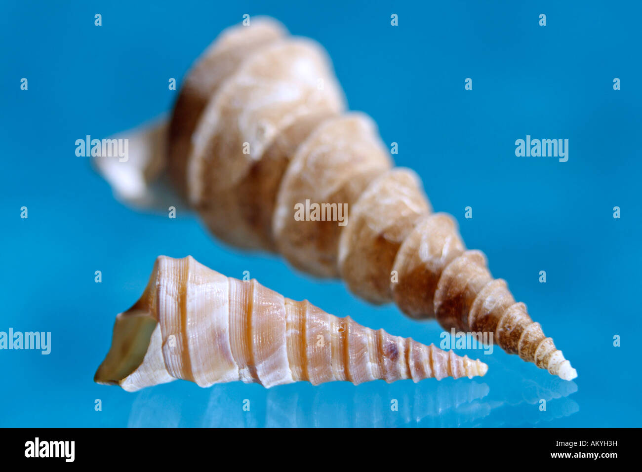 Sea shell, close-up Stock Photo - Alamy