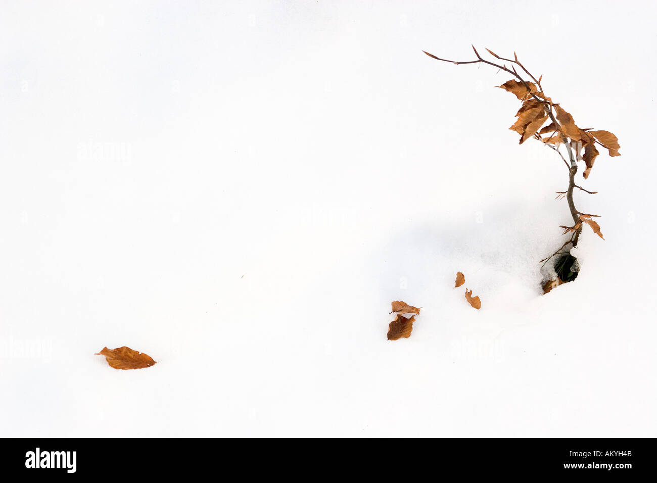 leaves on snow Stock Photo - Alamy