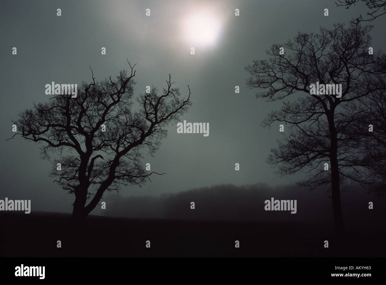 Misty kent forest hi-res stock photography and images - Alamy