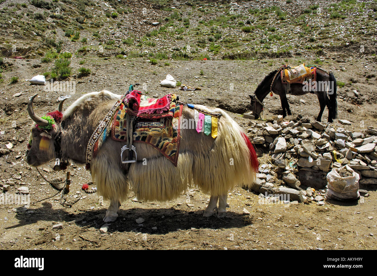 Yak and horse ready for an tourist excursion, Tibet Stock Photo - Alamy