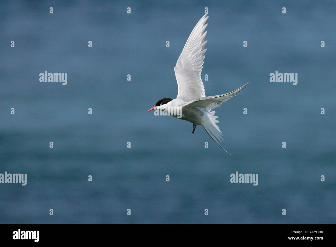 ARCTIC TERN Sterna paradisaea IN FLIGHT UK JUNE Stock Photo - Alamy