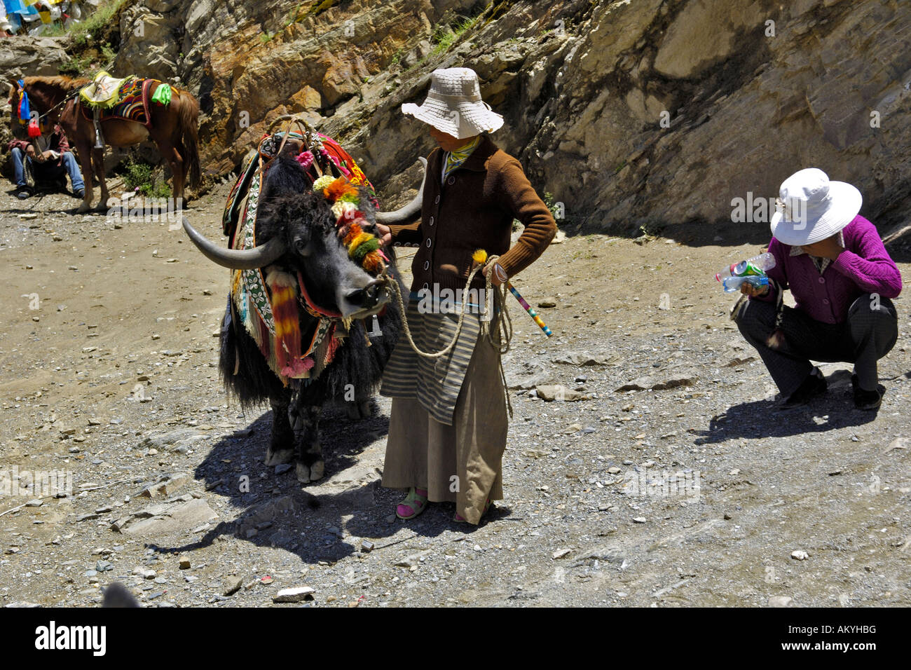 Yak and female guide, ready for an tourist excursion, Tibet Stock Photo ...