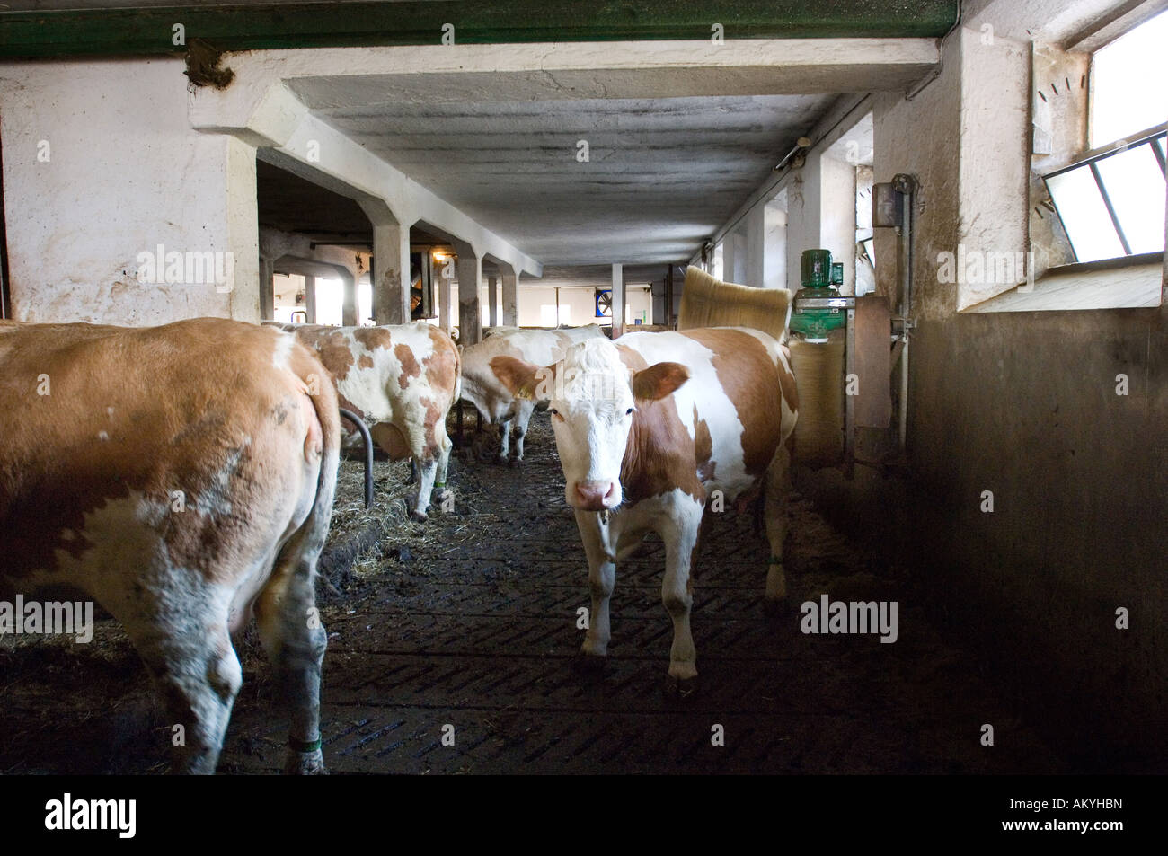 Cow in Cowshed, during personal hygiene Stock Photo - Alamy
