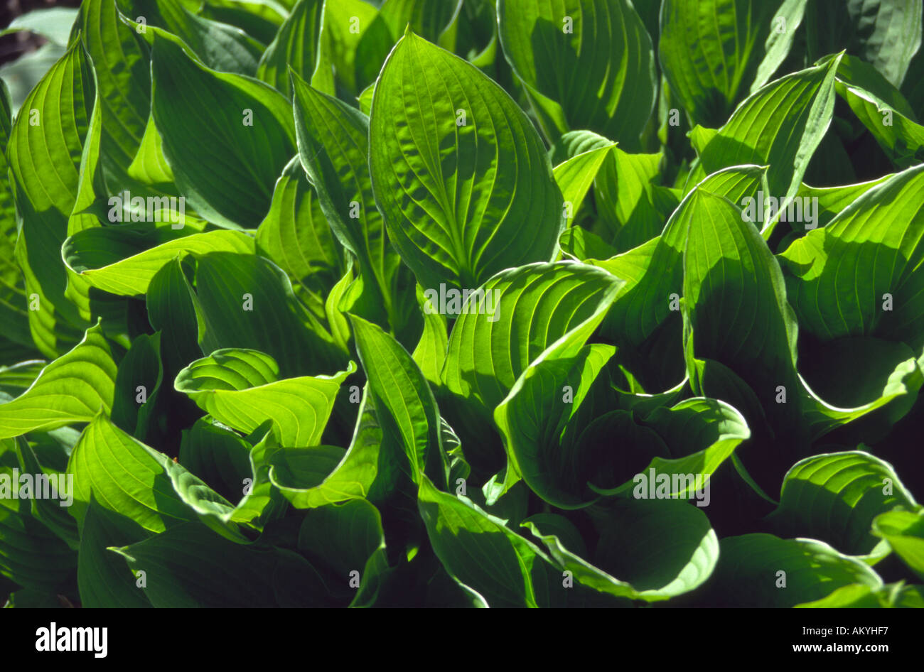 Bright sunlight sun light hi-res stock photography and images - Alamy
