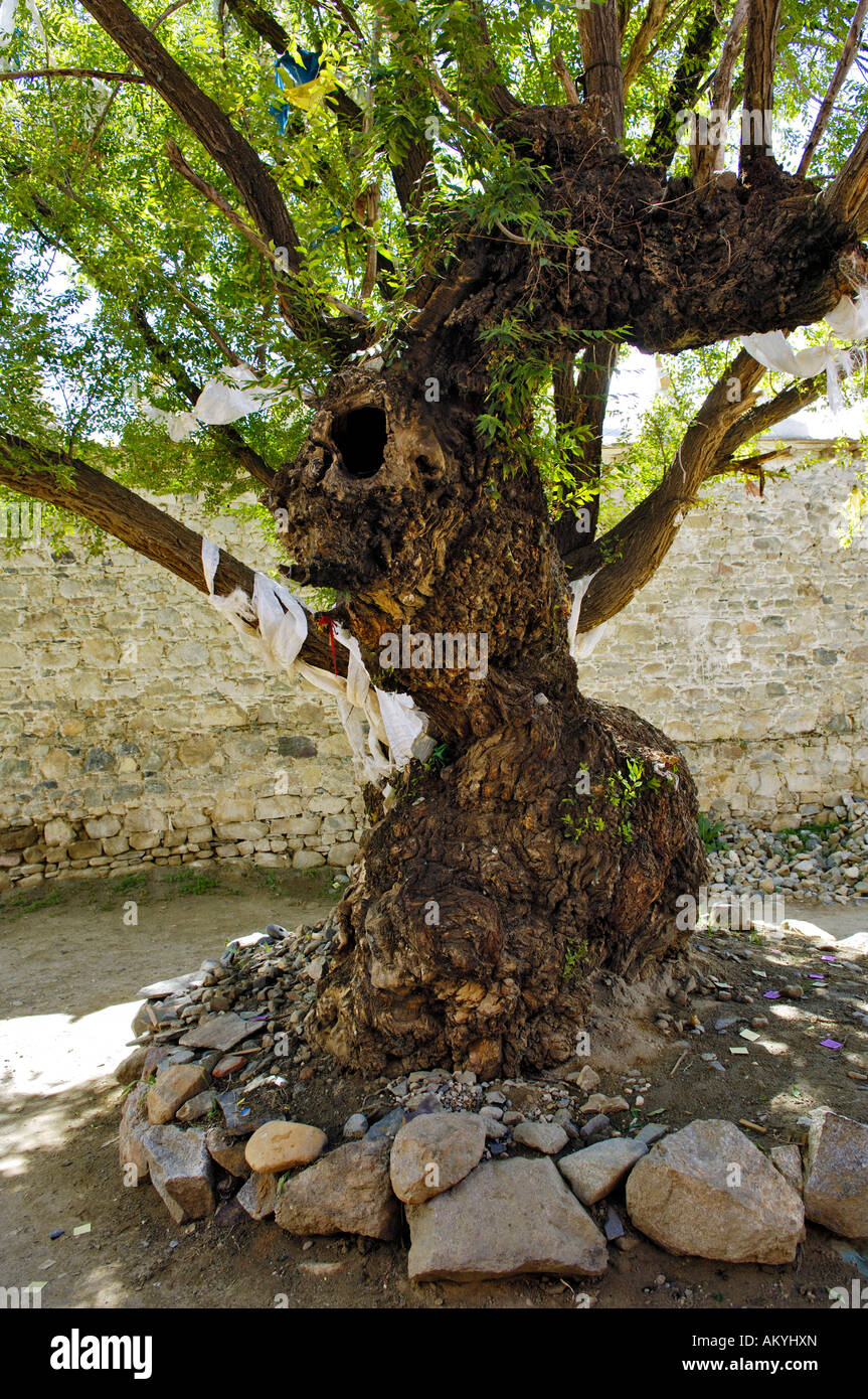Old tree, prayer flags, Samye Monastery, Tibet Stock Photo - Alamy