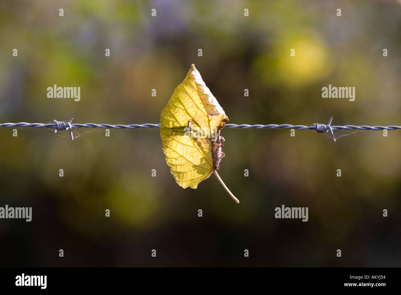 autumnal leaf trapped by a barbed wire Stock Photo - Alamy