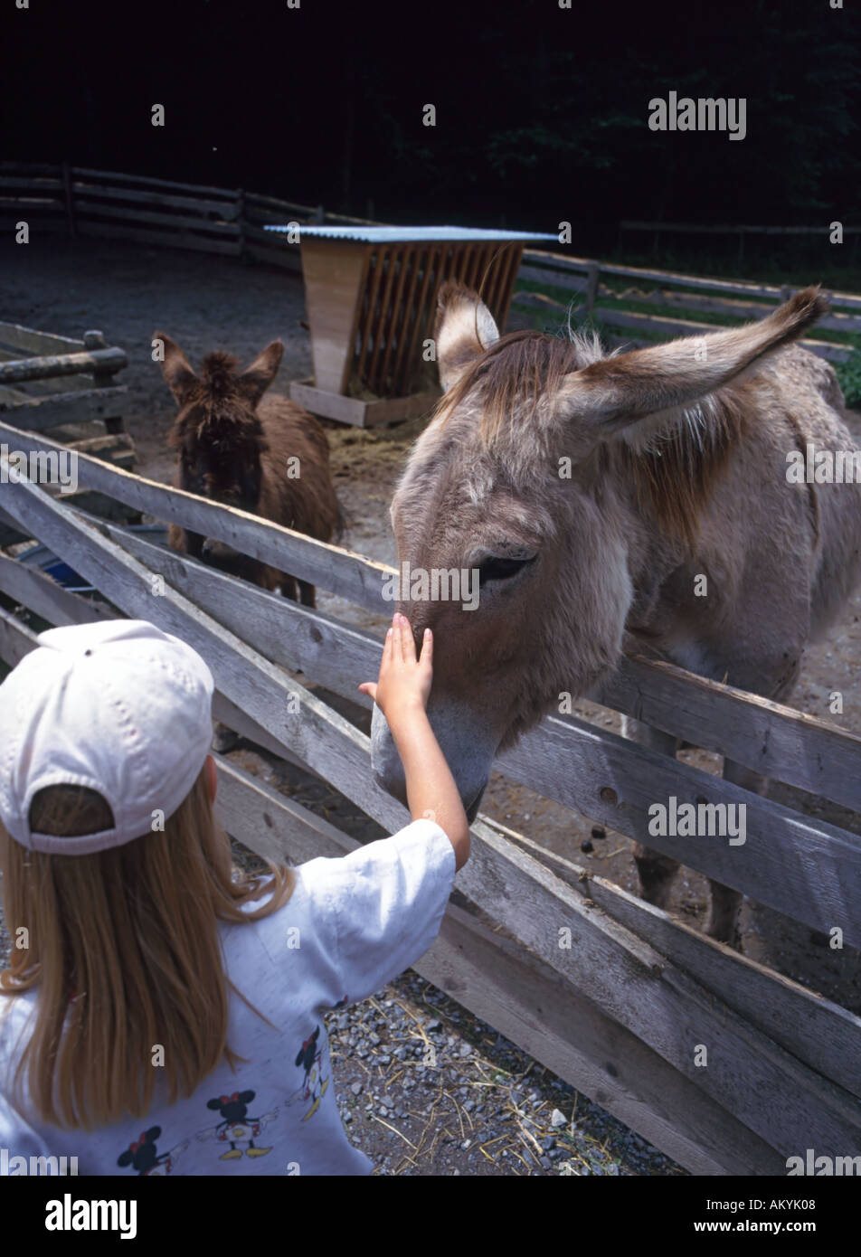 Child petting a donkey Stock Photo - Alamy