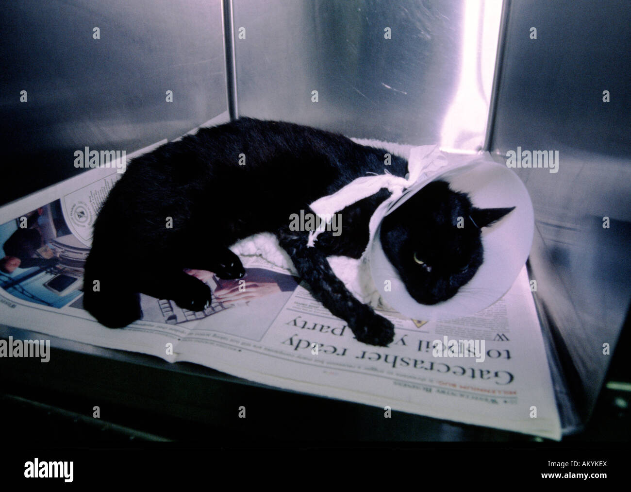 Cat recovering after operation Stock Photo - Alamy