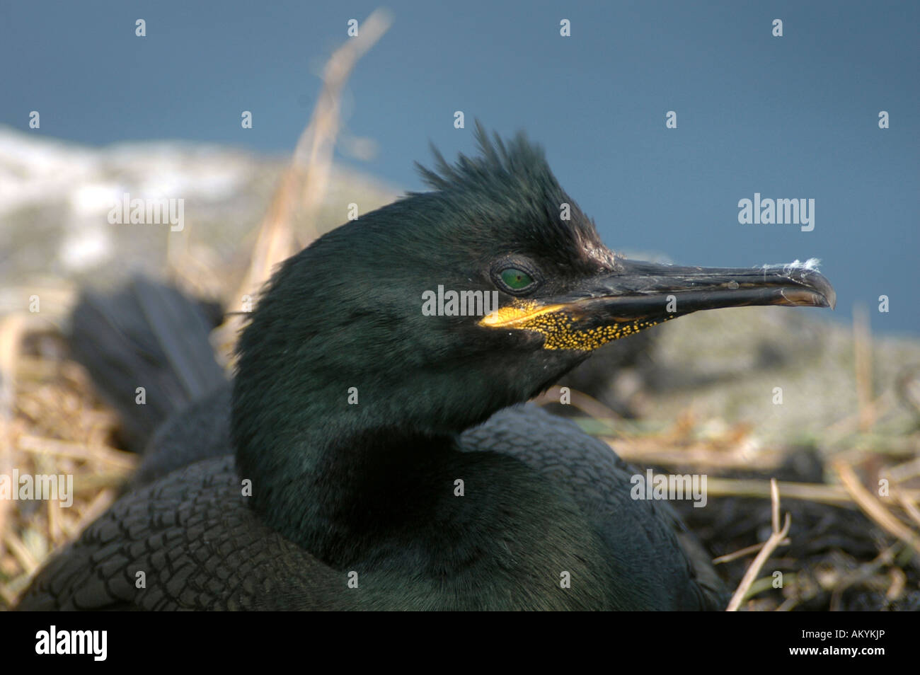 Breeding shag on nest, Farne Islands, England Stock Photo - Alamy