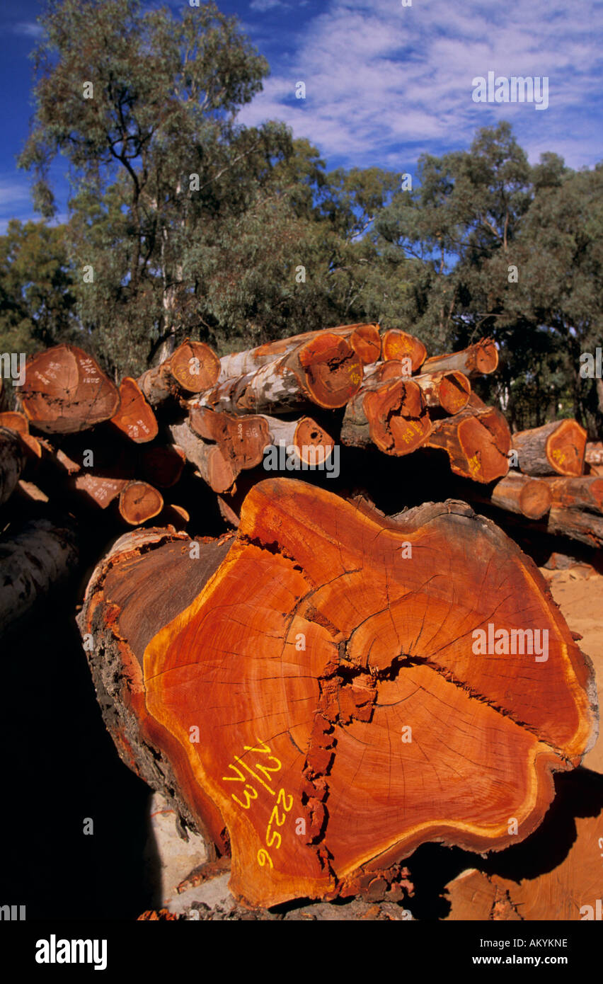 Native Timber Milling High Resolution Stock Photography and Images - Alamy