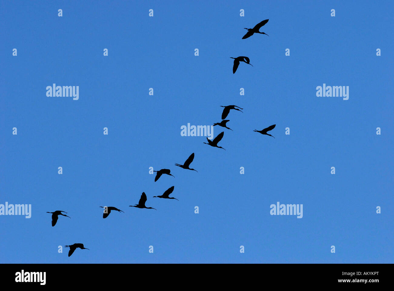 The holy Ibis (Threskiornithinae), Egypt Stock Photo - Alamy