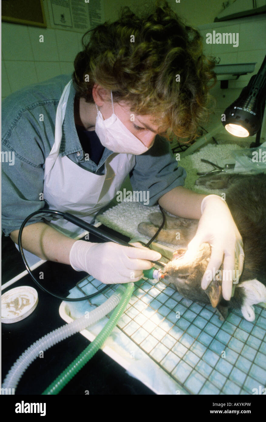 Cat in operation Stock Photo - Alamy