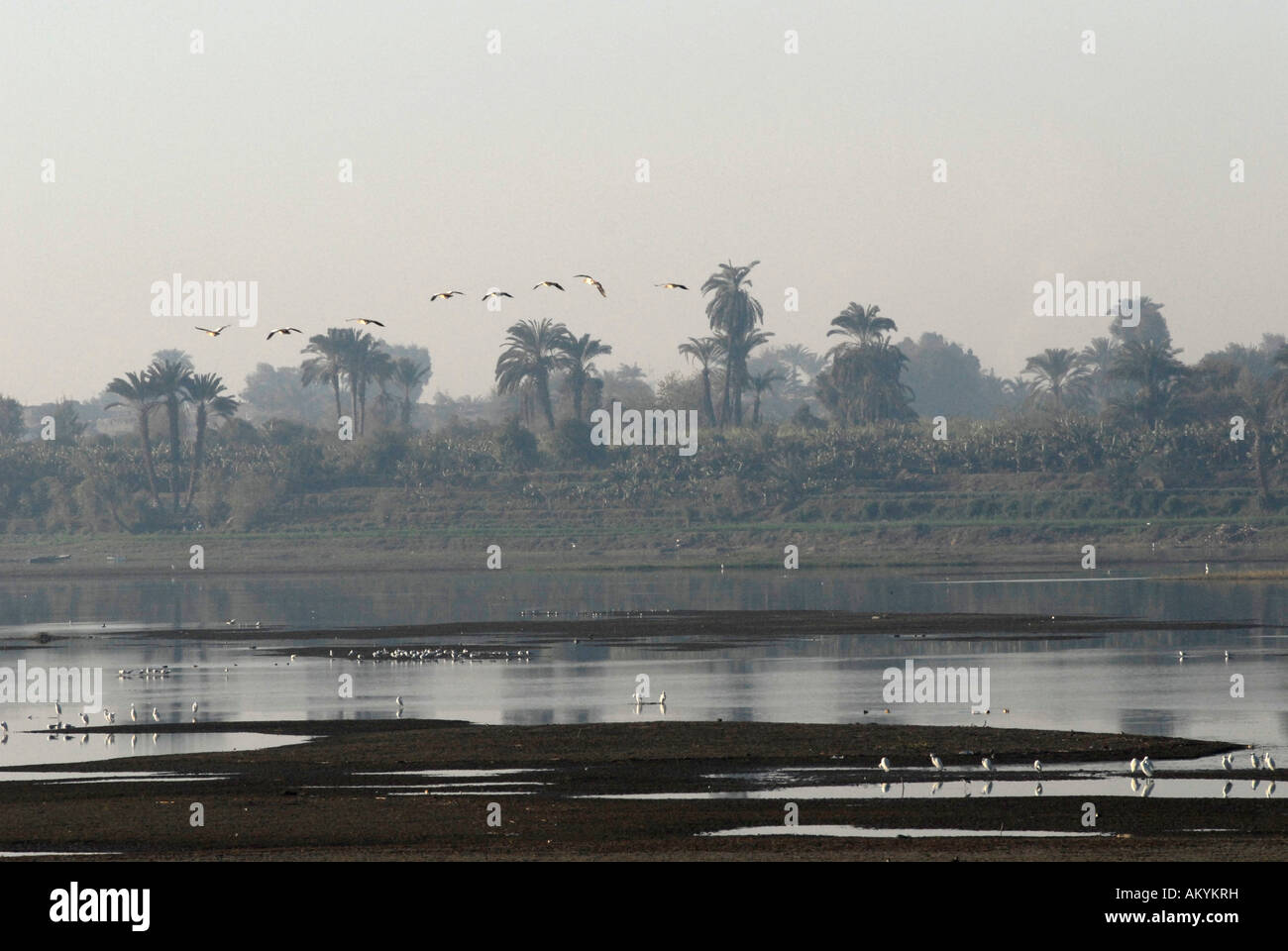 River nile birds hi-res stock photography and images - Alamy