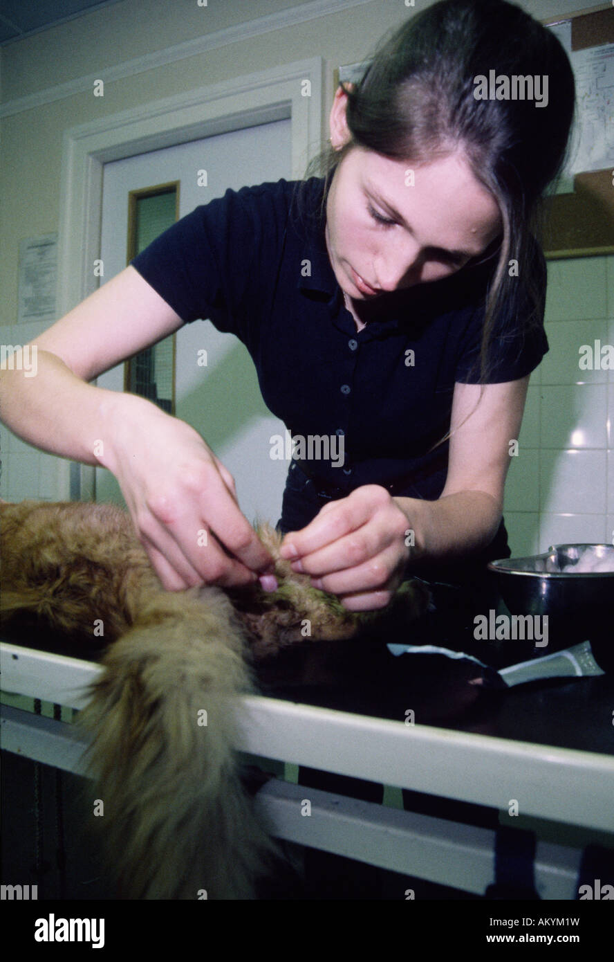 Castrated hi-res stock photography and images - Alamy