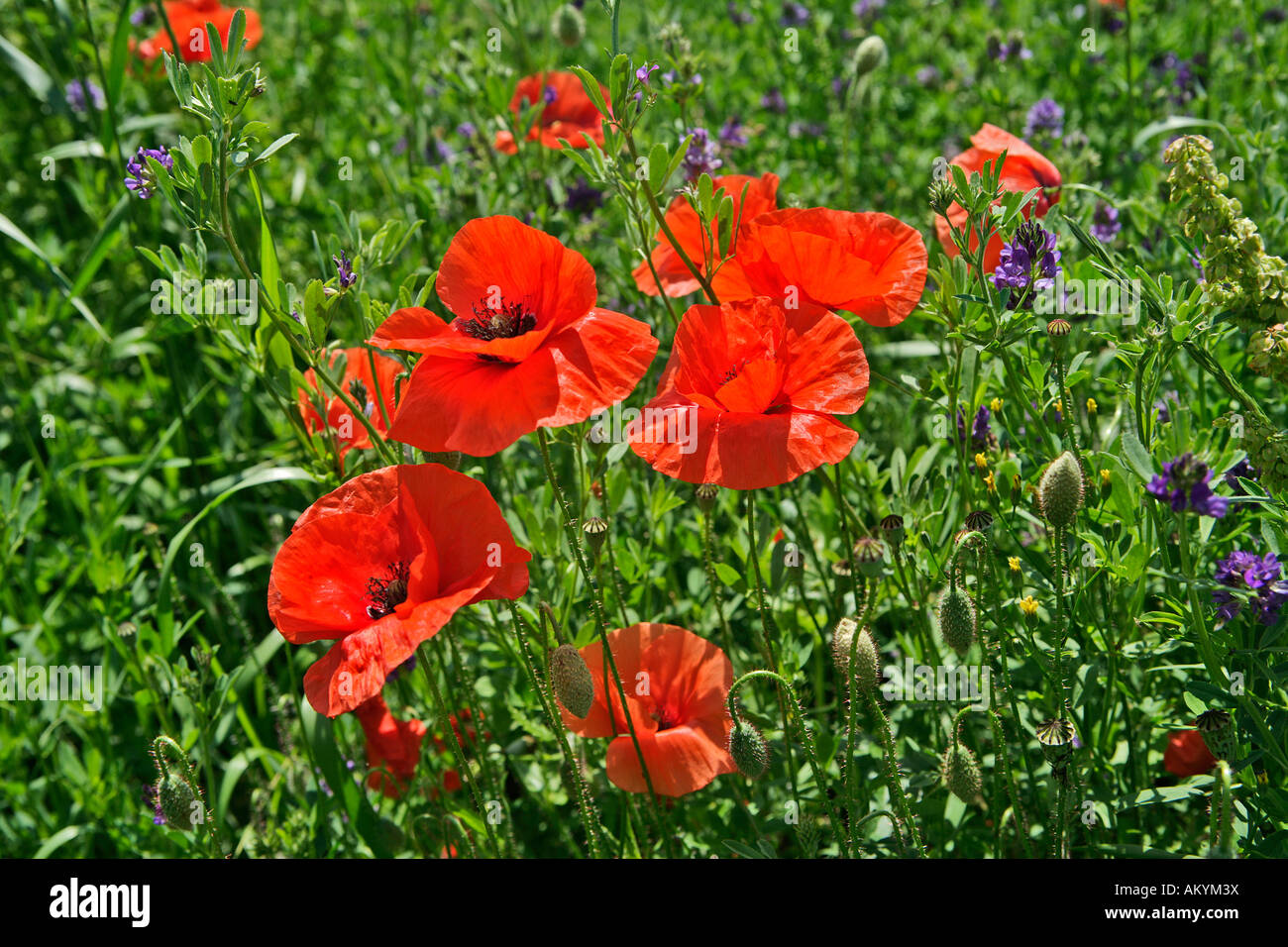 Mohnblumen blueten hi-res stock photography and images - Alamy