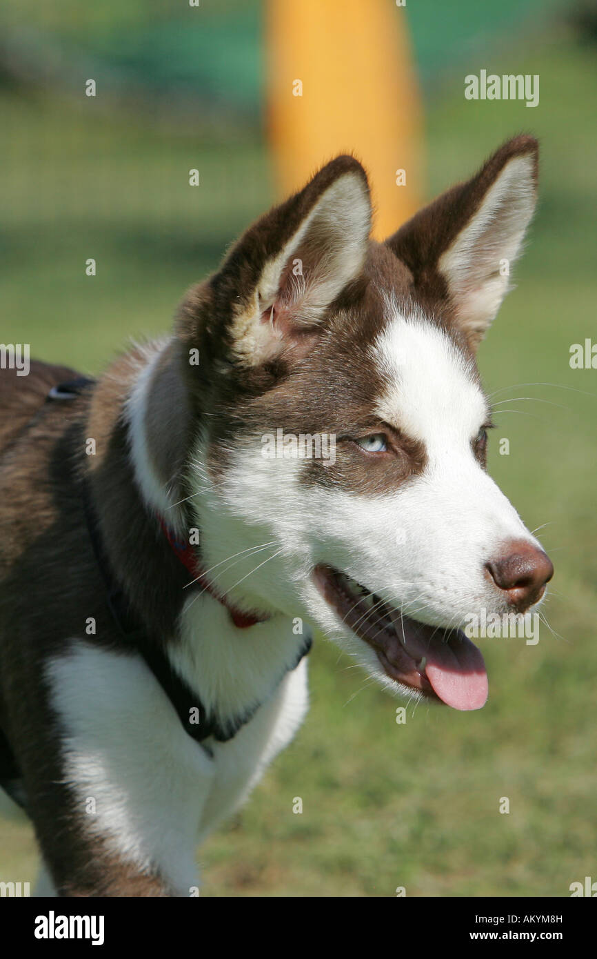 Hund profil hi-res stock photography and images - Alamy