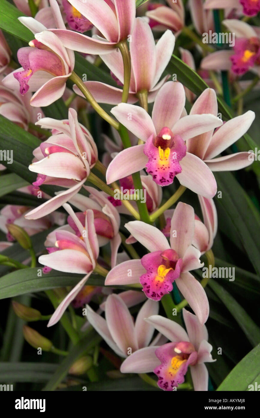 Pink trailing Orchids Stock Photo - Alamy