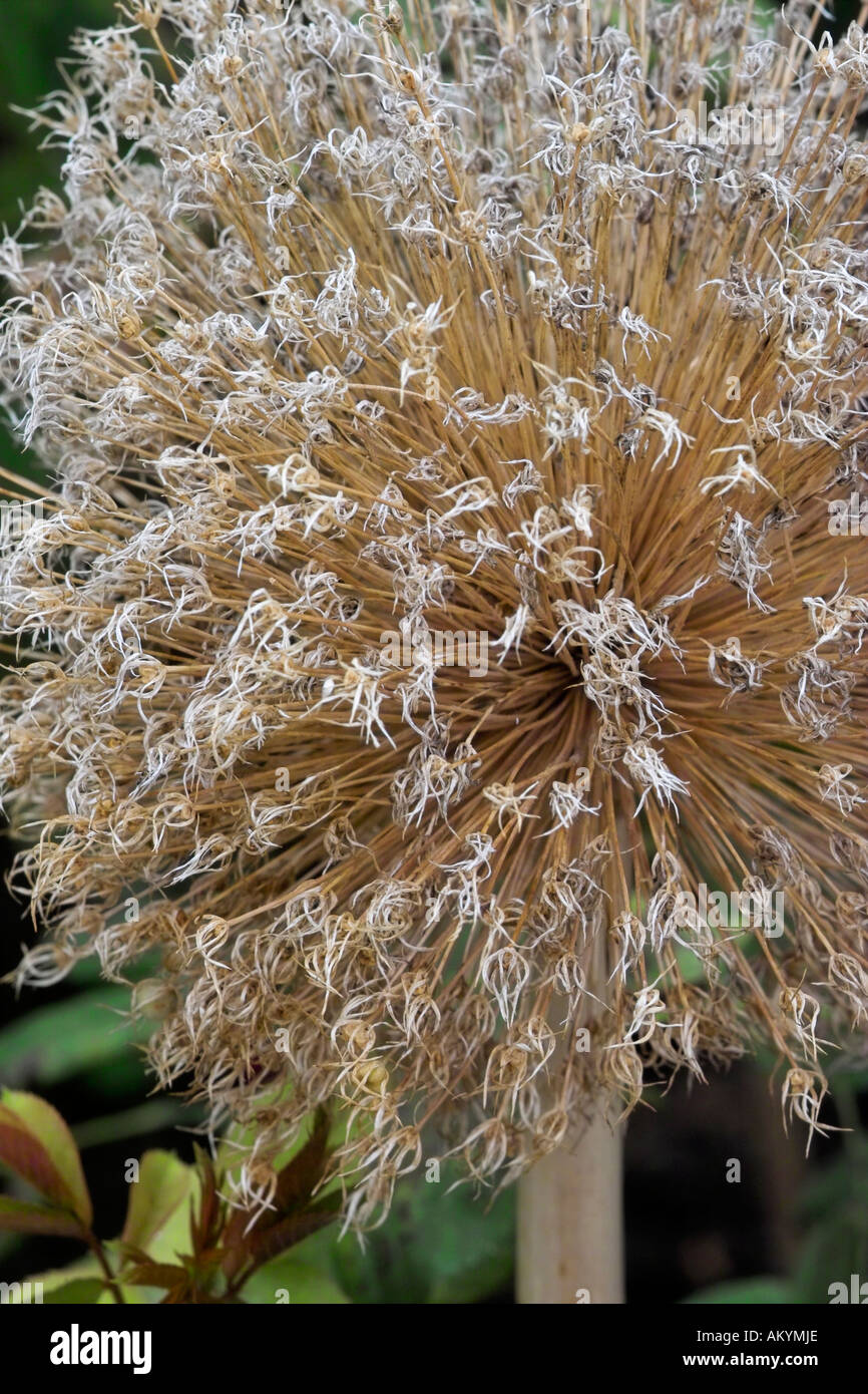 Allium Seed Head Stock Photo - Alamy
