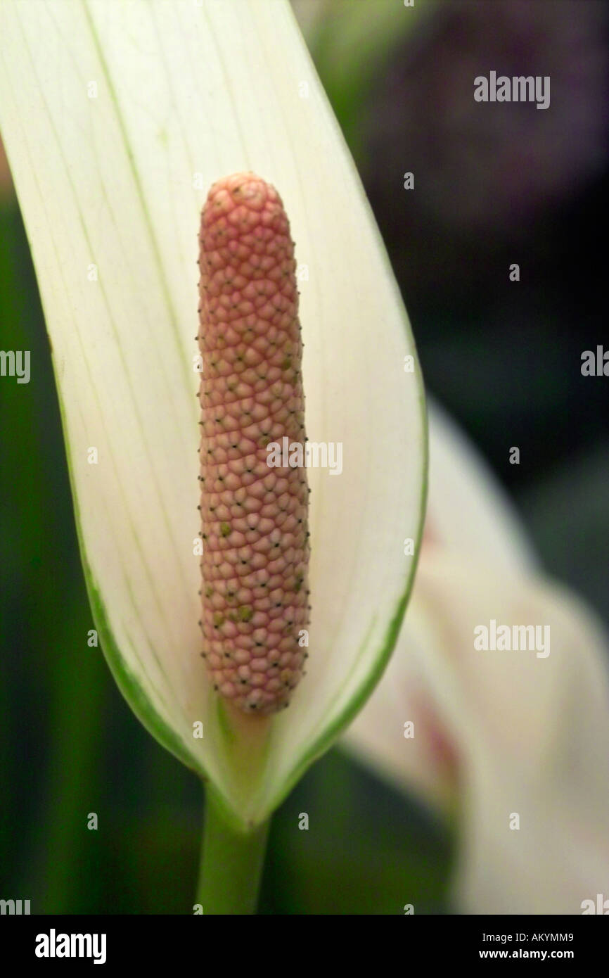 Anthurium "Pico Bello Stock Photo - Alamy