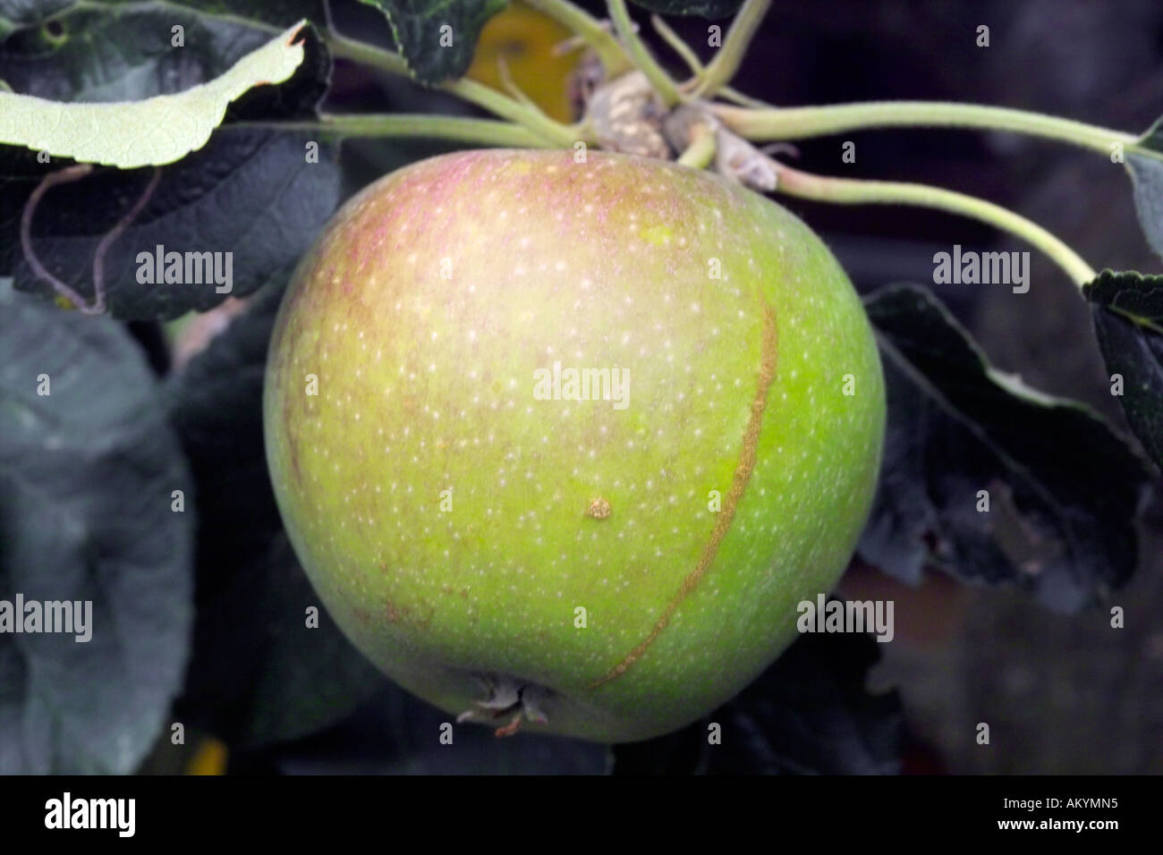 Charles ross apple hi-res stock photography and images - Alamy