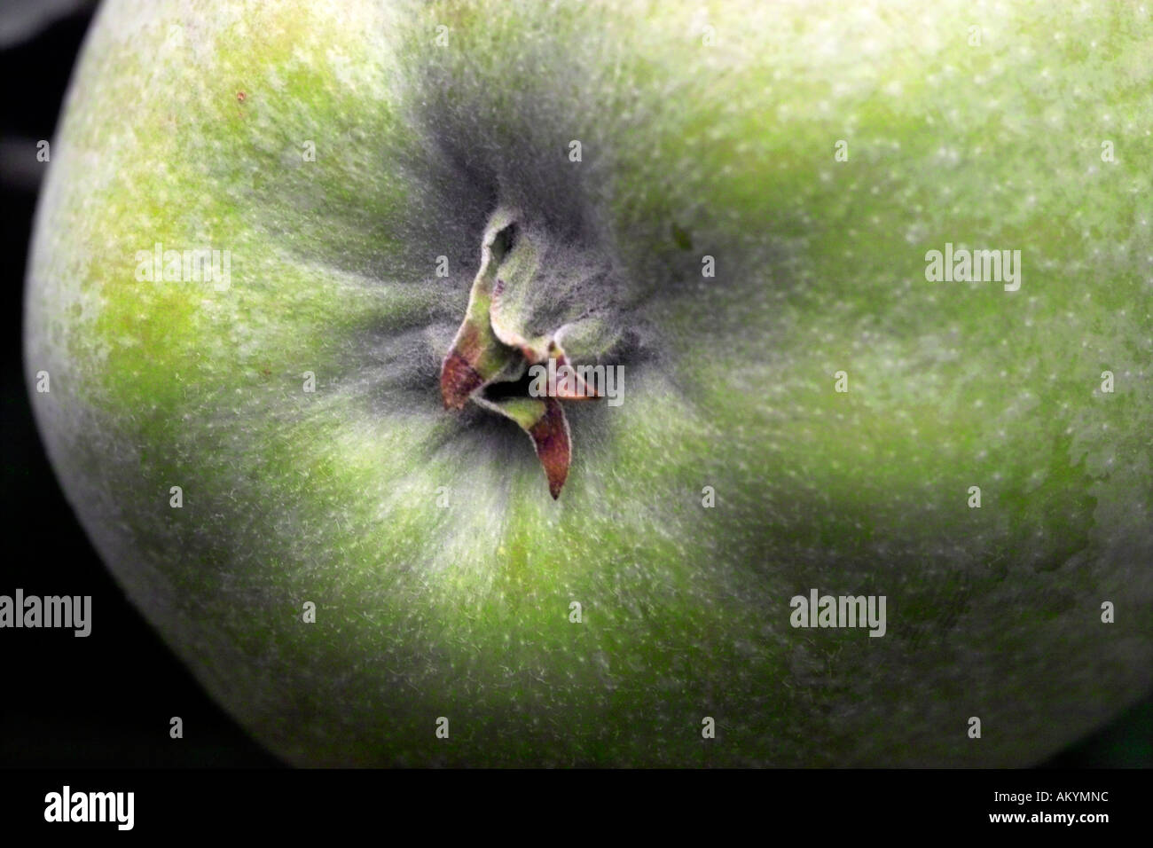 Apple Howgate Wonder Stock Photo - Alamy